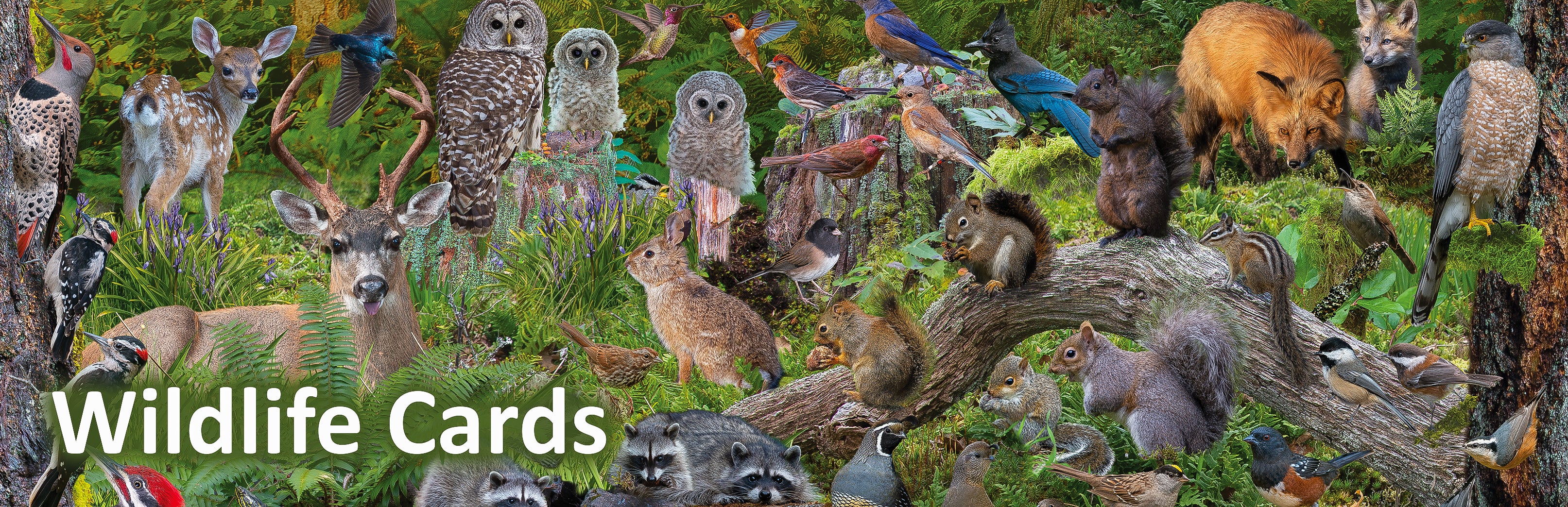 Wildlife Cards – Raincoastphoto