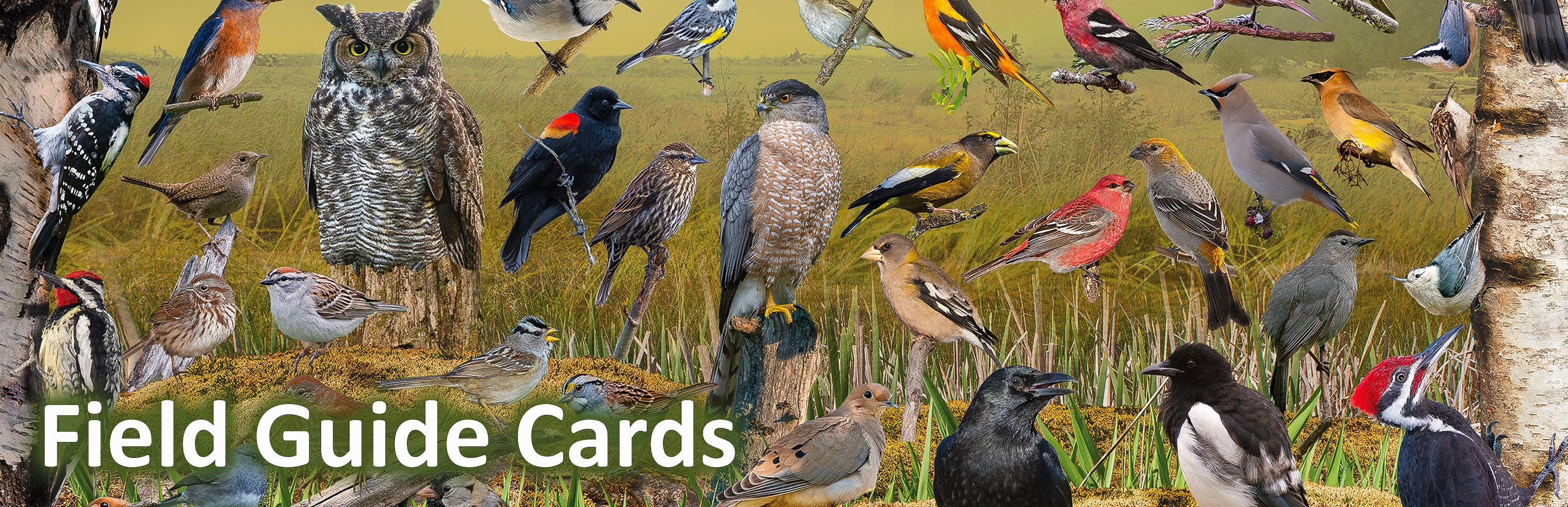 Field Guide Cards – Raincoastphoto