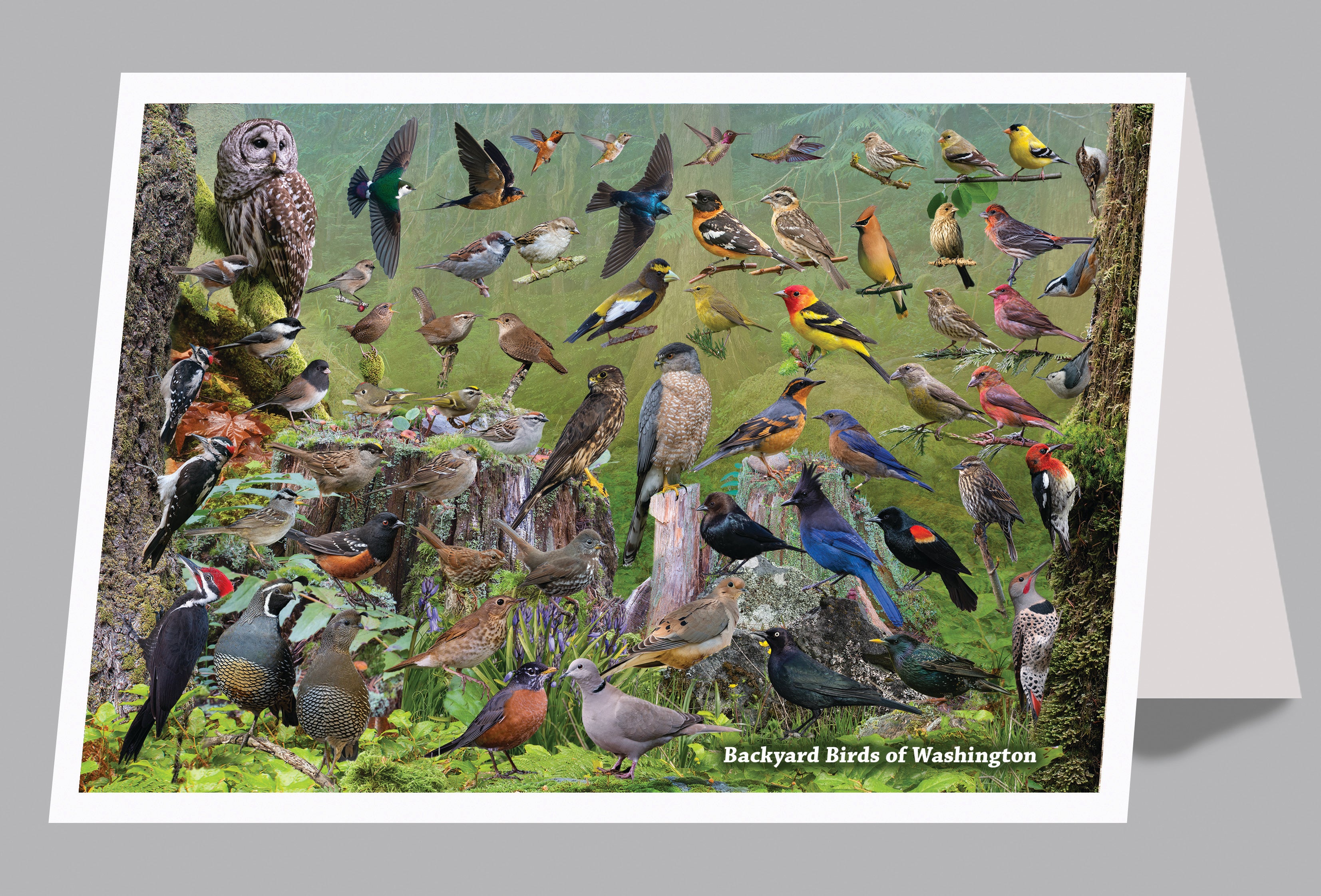 US Field Guide Cards – Raincoastphoto